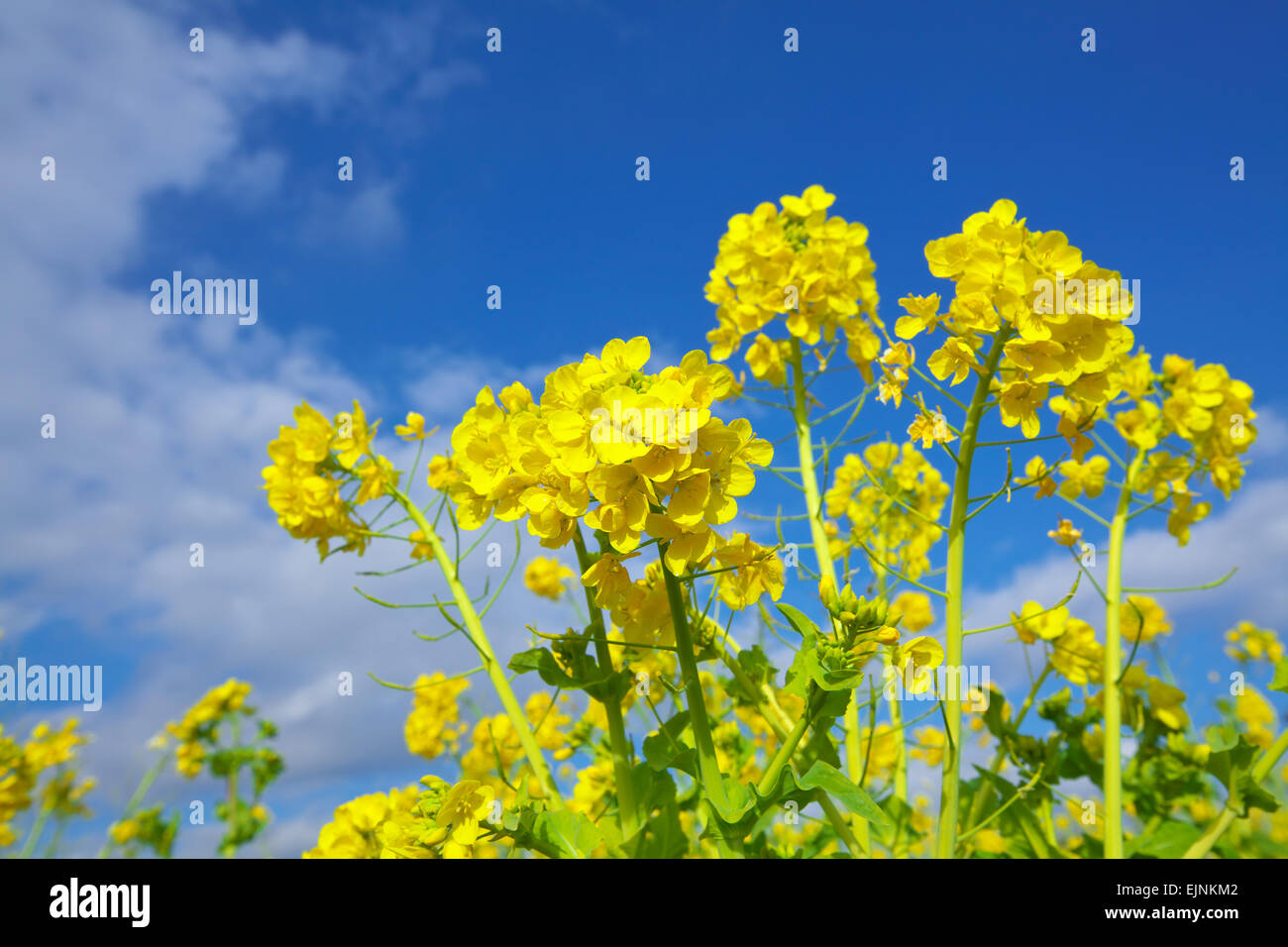 Field mustard hi-res stock photography and images - Alamy