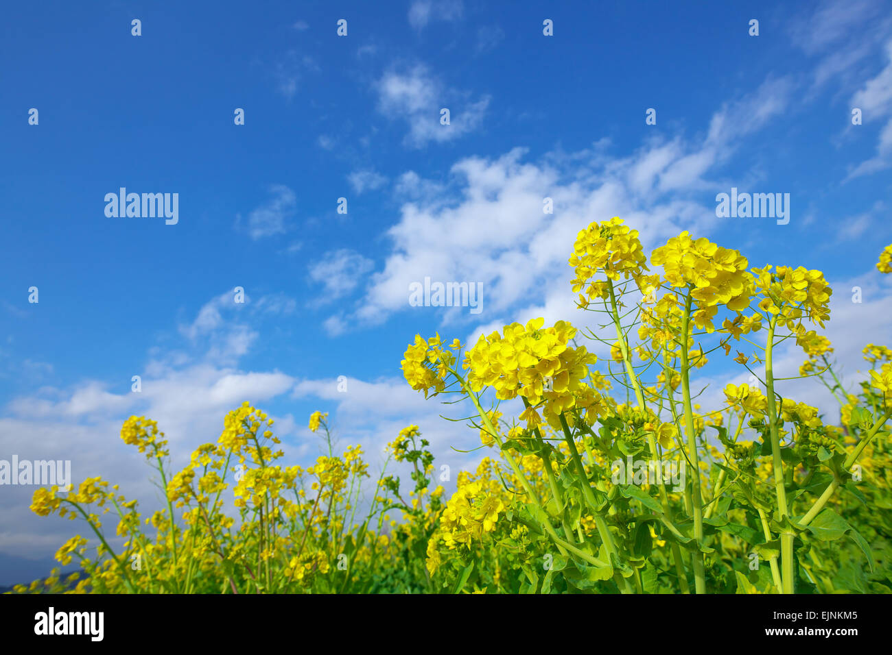 Field mustard hi-res stock photography and images - Alamy