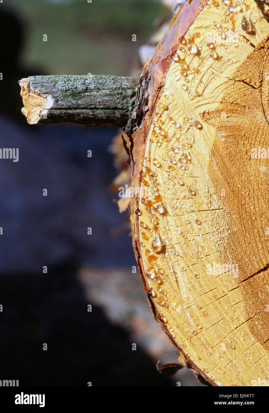 Pinus sylvestris resin hi-res stock photography and images - Alamy