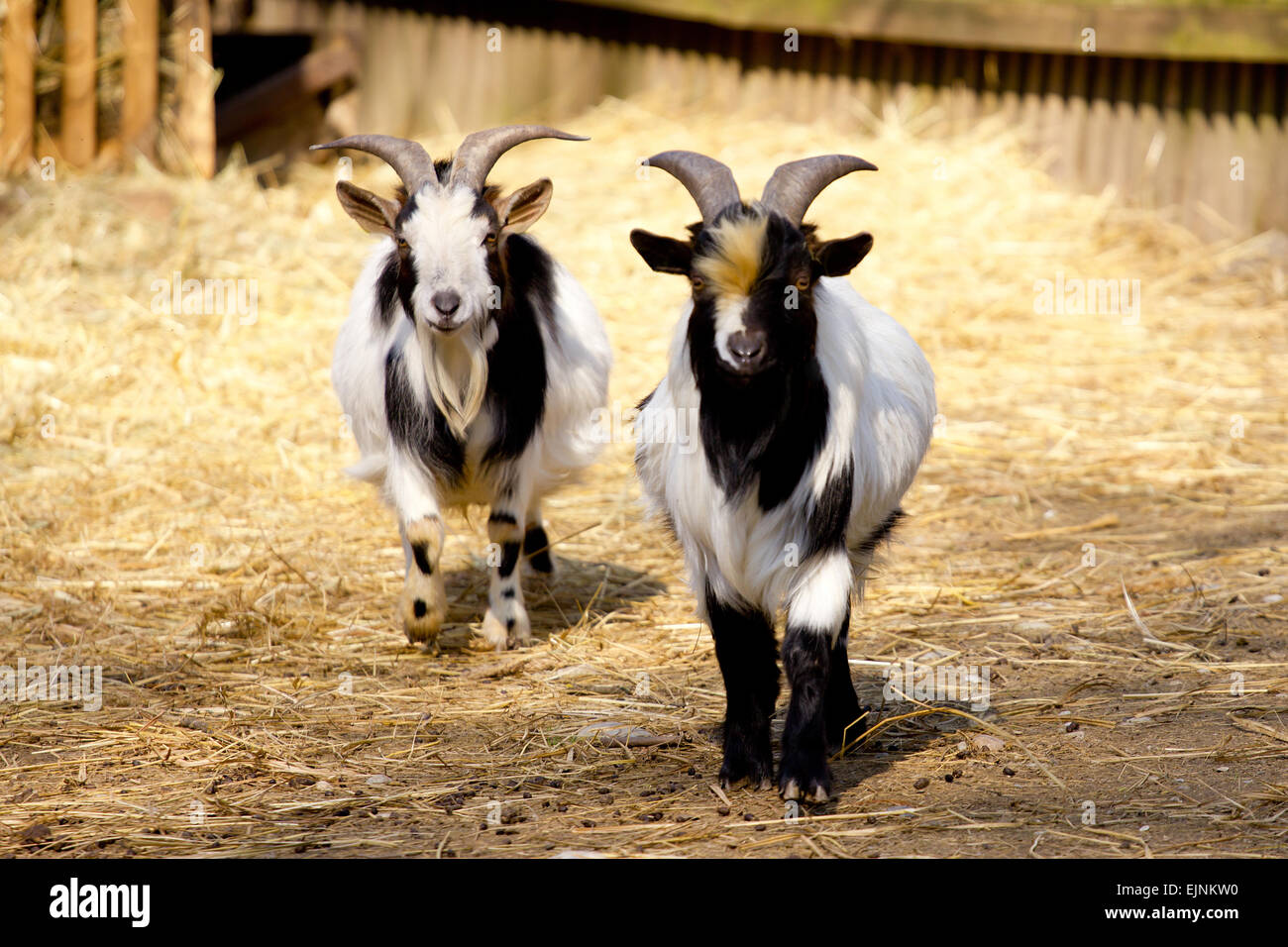 Female and male domestic goat hi-res stock photography and images - Alamy