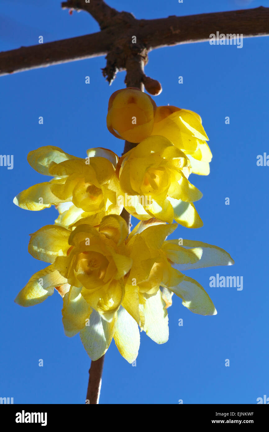 Wintersweet hi-res stock photography and images - Alamy