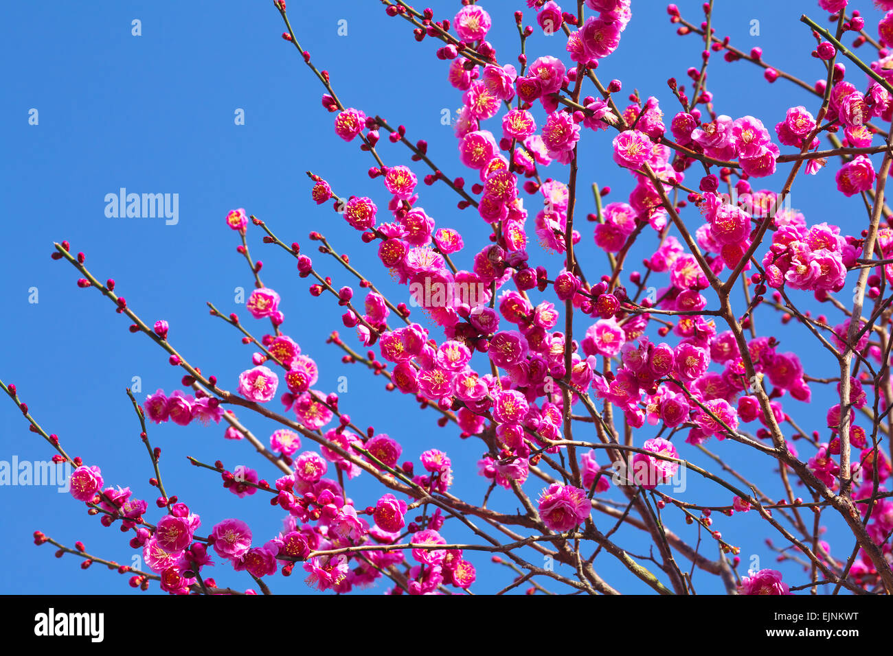 Plum sea hi-res stock photography and images - Alamy