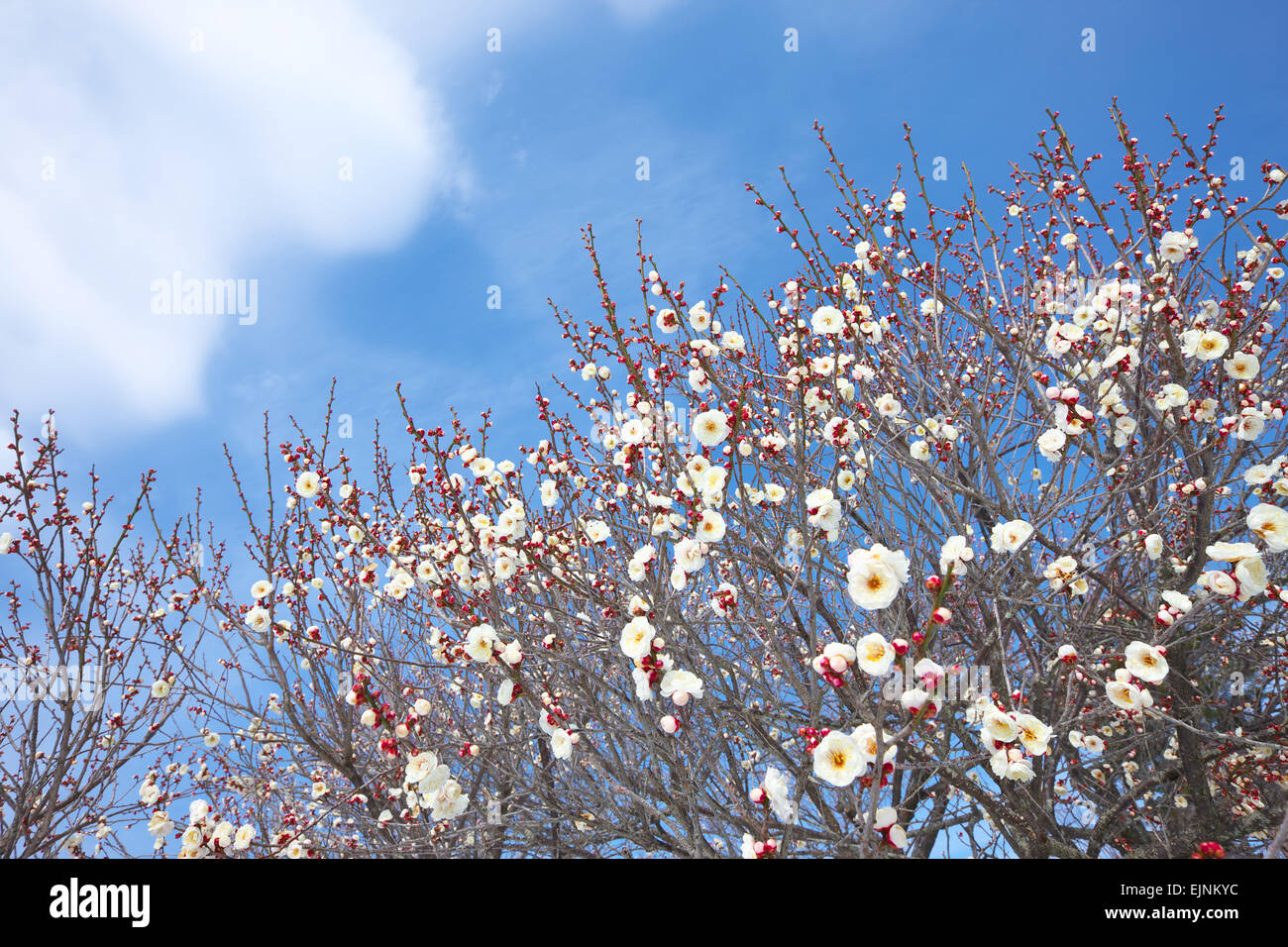 Plum tree with blossoms hi-res stock photography and images - Alamy