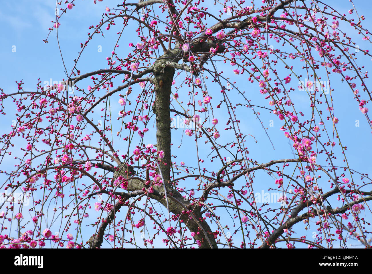Plum tree with blossoms hi-res stock photography and images - Alamy