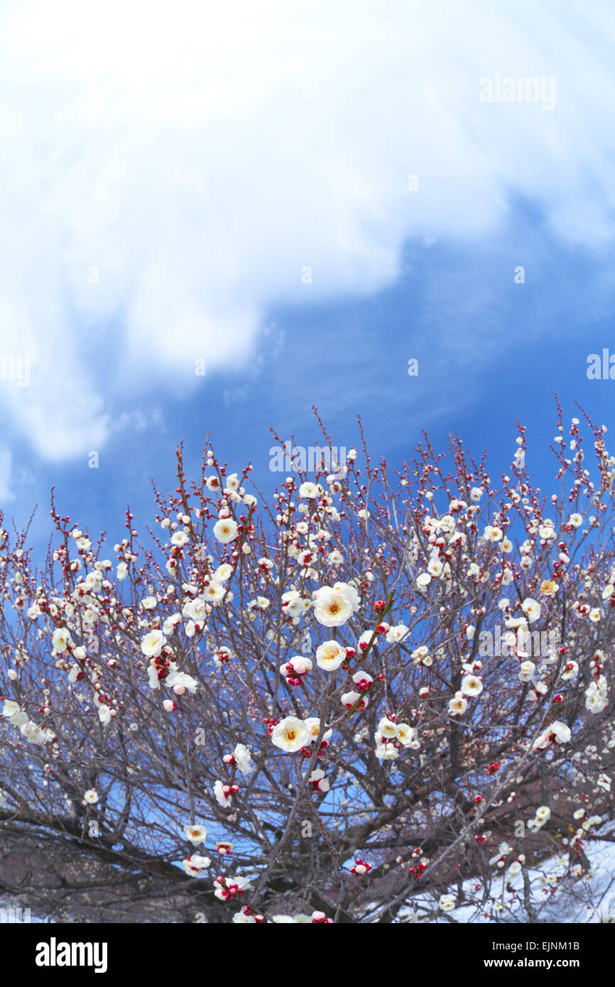 Snow plum blossom blossom hi-res stock photography and images - Alamy