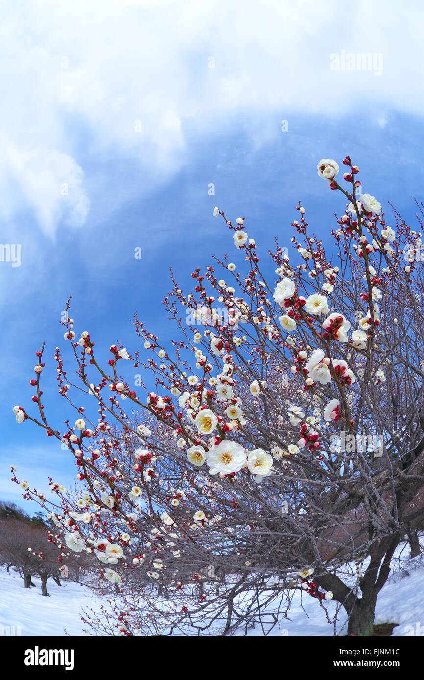 Snow plum blossom blossom hi-res stock photography and images - Alamy