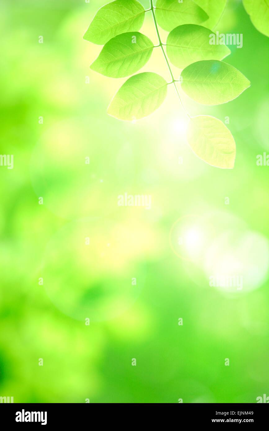 Light greenery hi-res stock photography and images - Alamy
