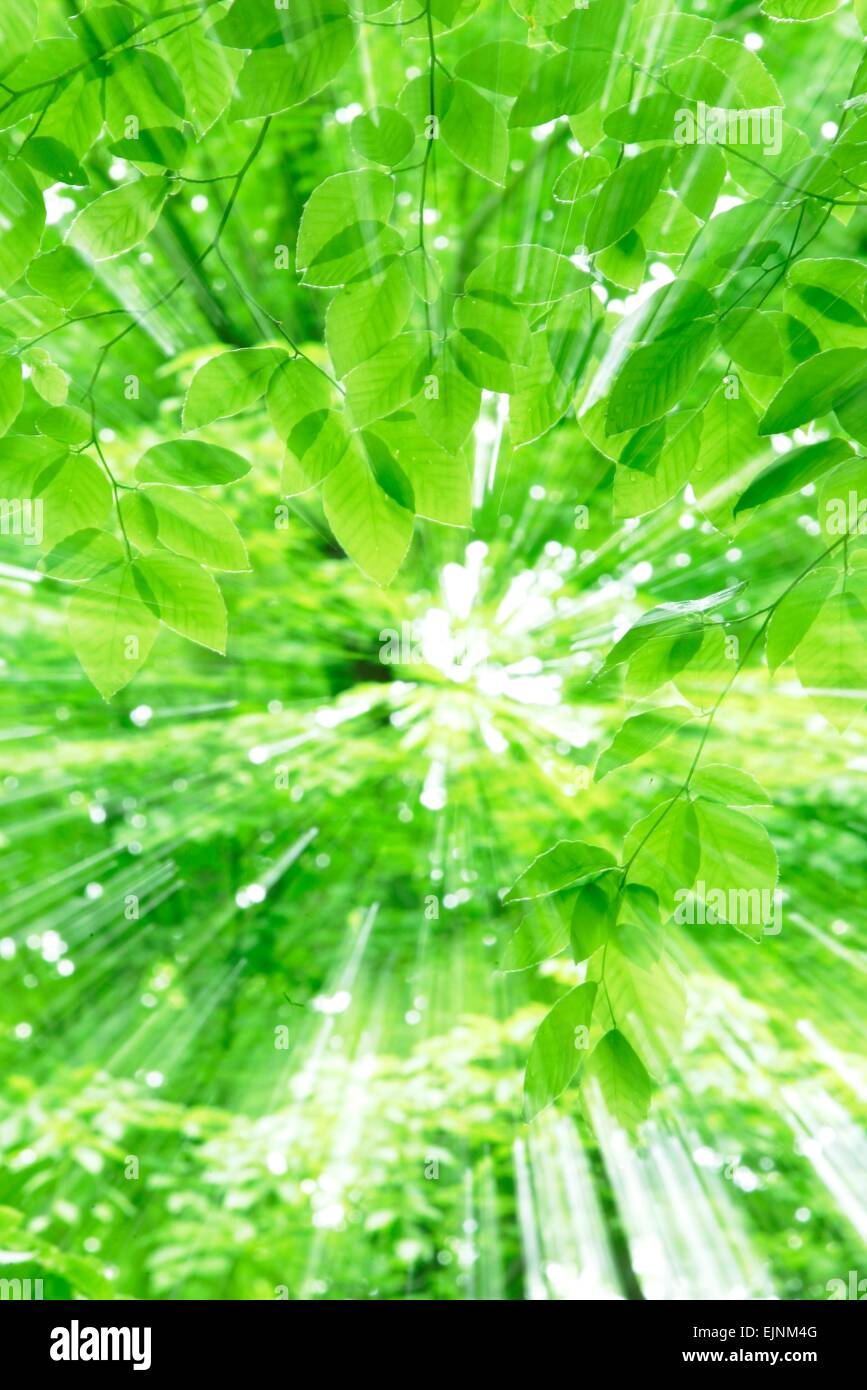 Refreshing greenery hi-res stock photography and images - Alamy