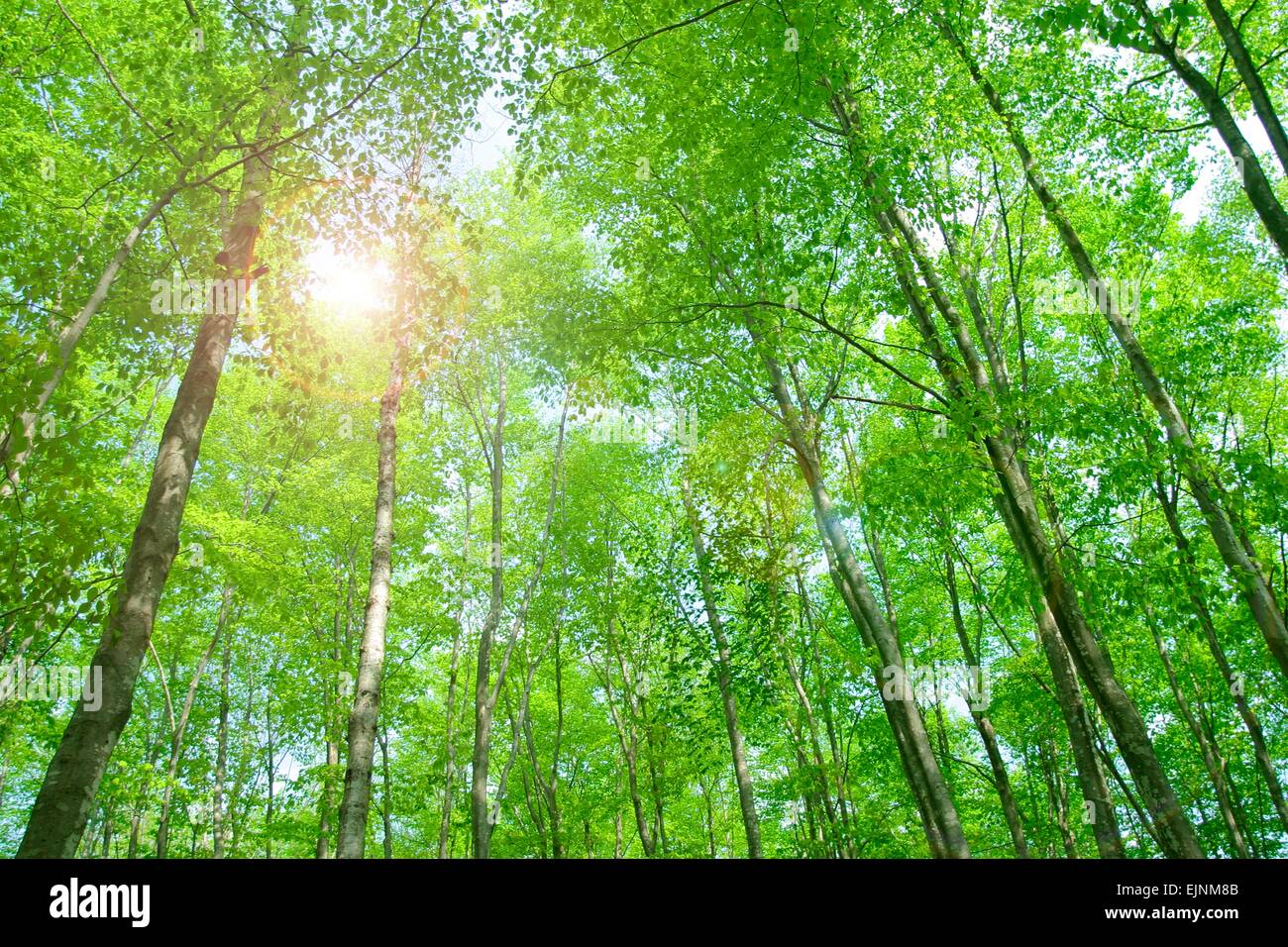 Refreshing greenery hi-res stock photography and images - Alamy