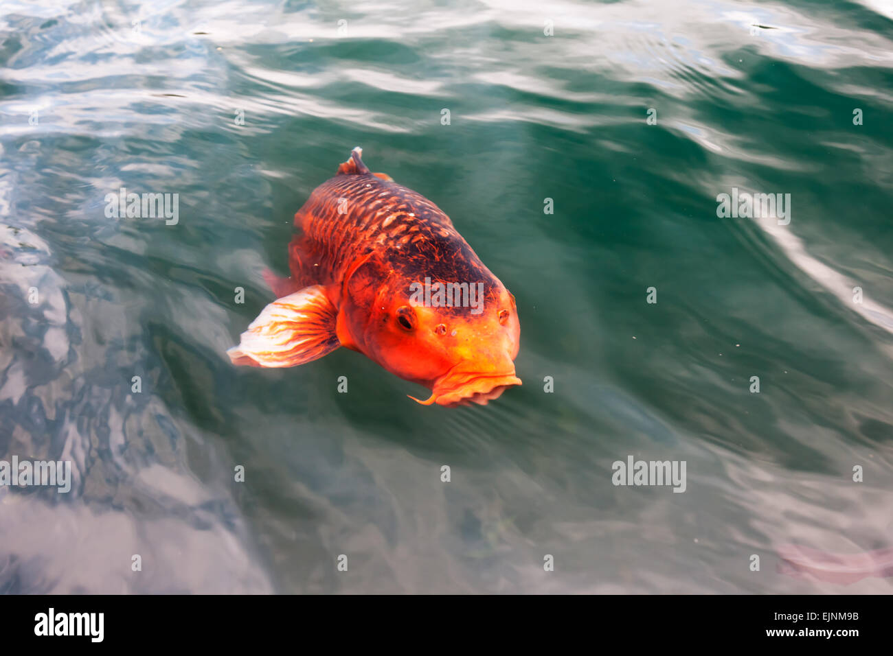 Japanese carp hi-res stock photography and images - Alamy
