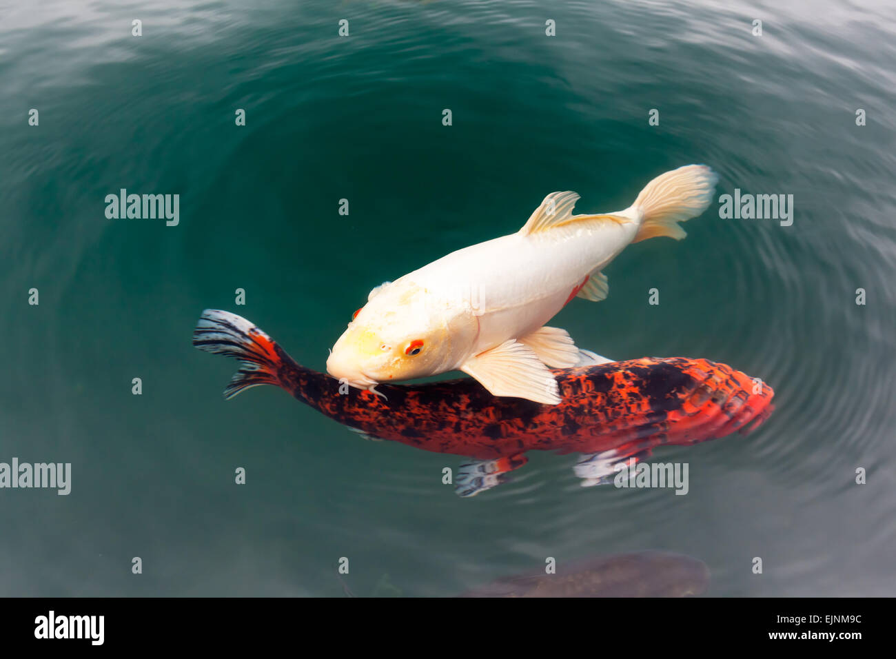 Two carps hi-res stock photography and images - Alamy