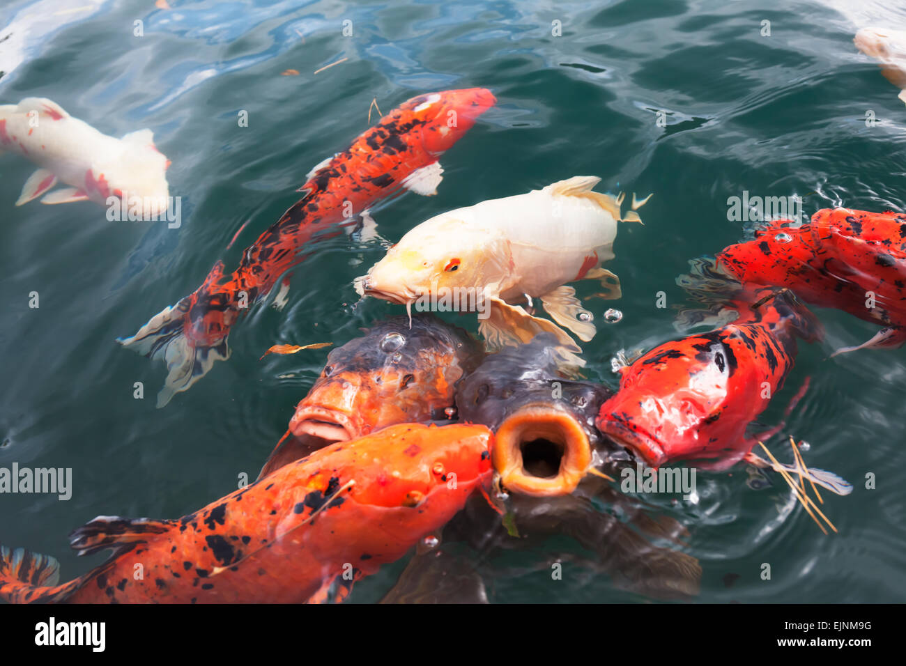 Japanese carps hi-res stock photography and images - Alamy