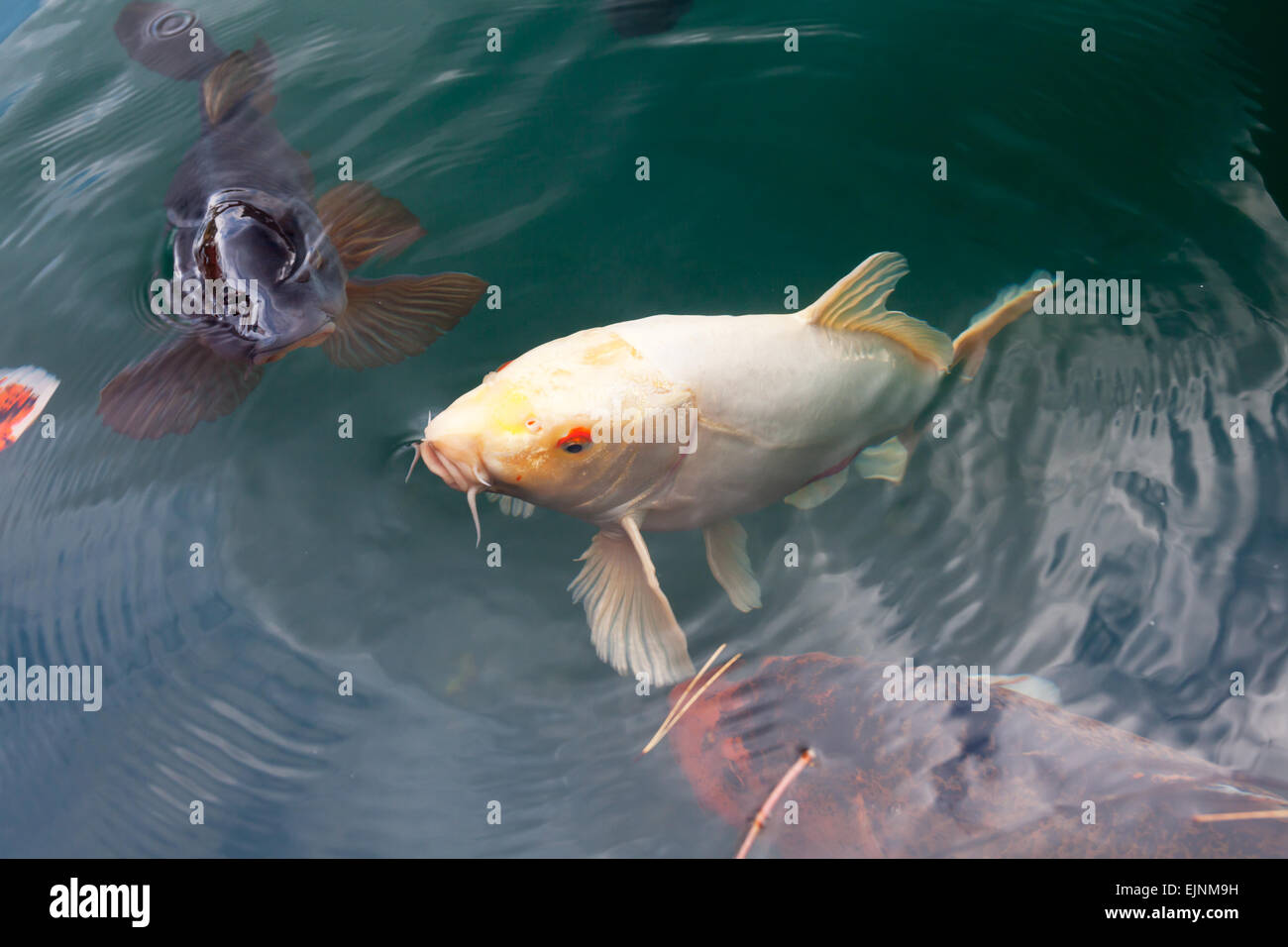 Japanese carps hi-res stock photography and images - Alamy