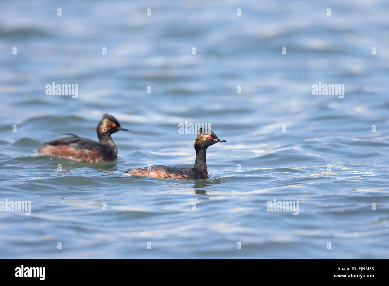 Pacific grebe hi-res stock photography and images - Alamy