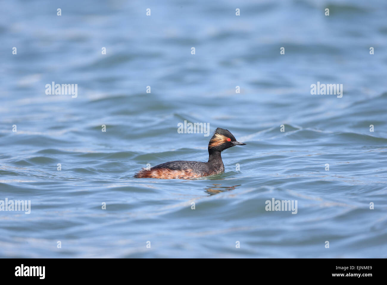 Pacific grebe hi-res stock photography and images - Alamy