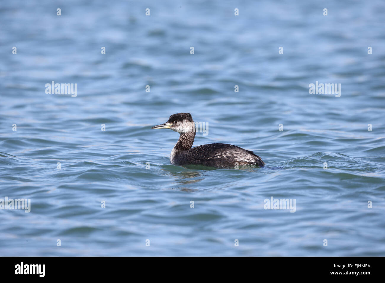 Little grebe winter hi-res stock photography and images - Alamy