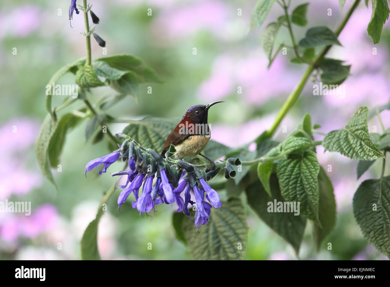 Colorful bird on a tree Stock Photo - Alamy