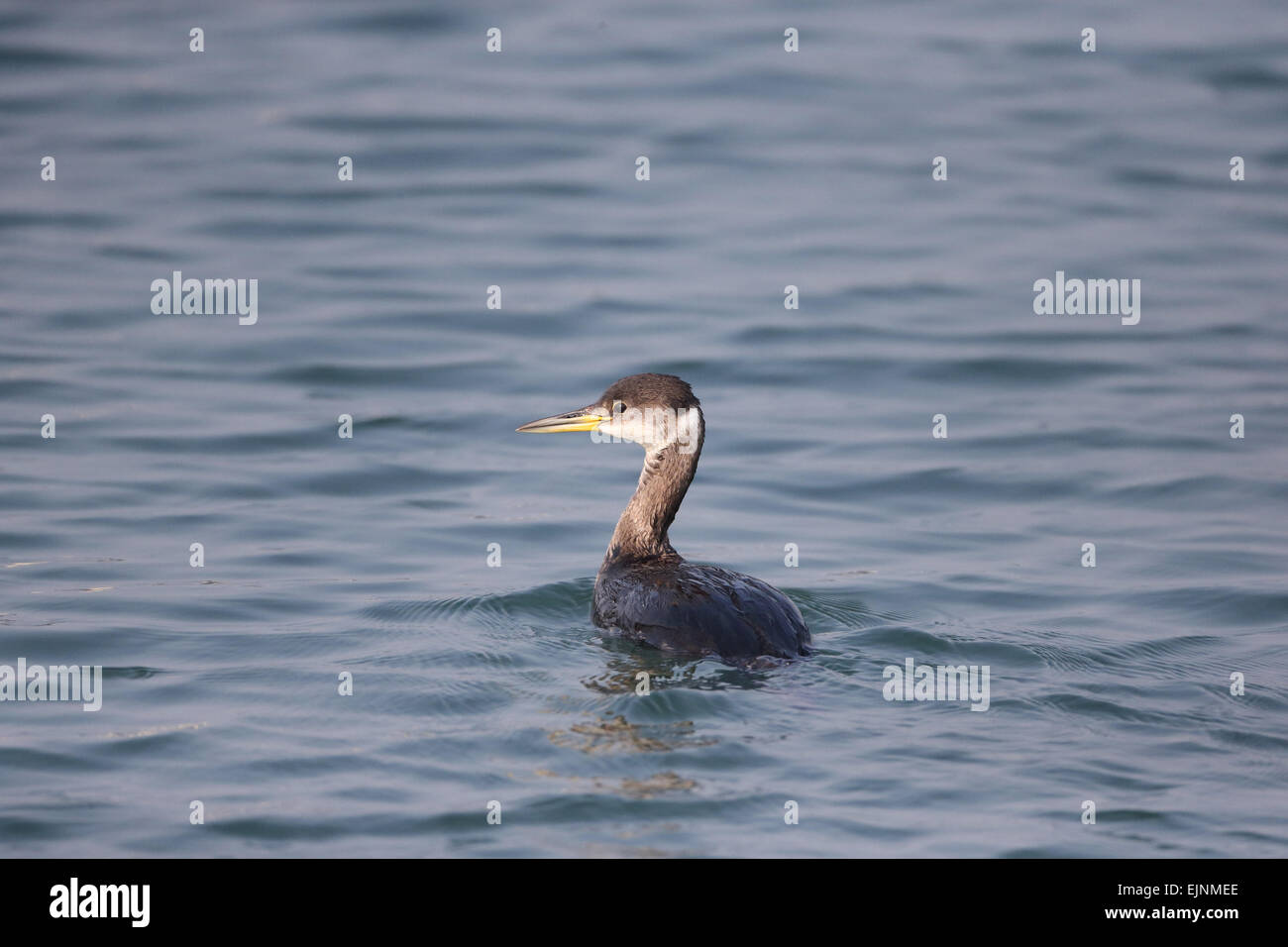Pacific grebe hi-res stock photography and images - Alamy