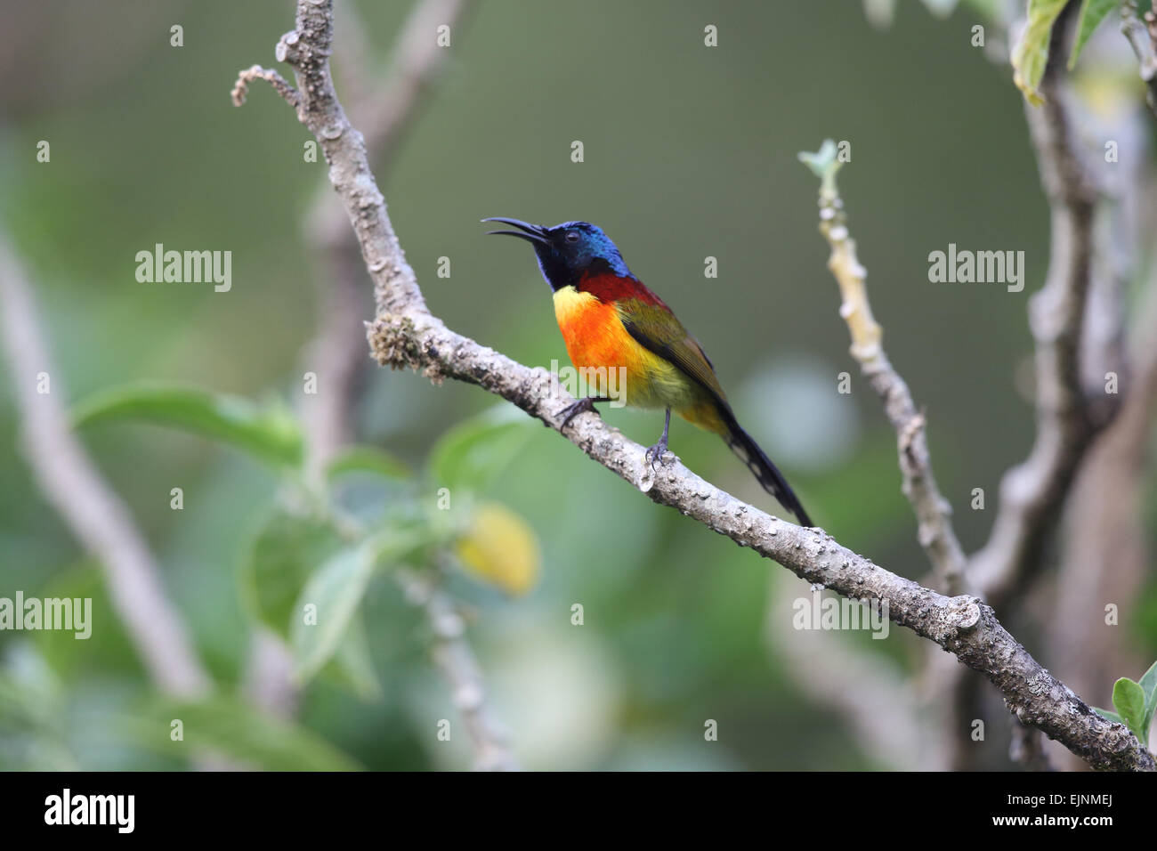 Colorful bird on a tree Stock Photo - Alamy