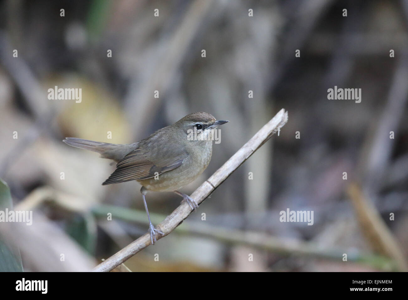 Siberian flycatcher hi-res stock photography and images - Alamy