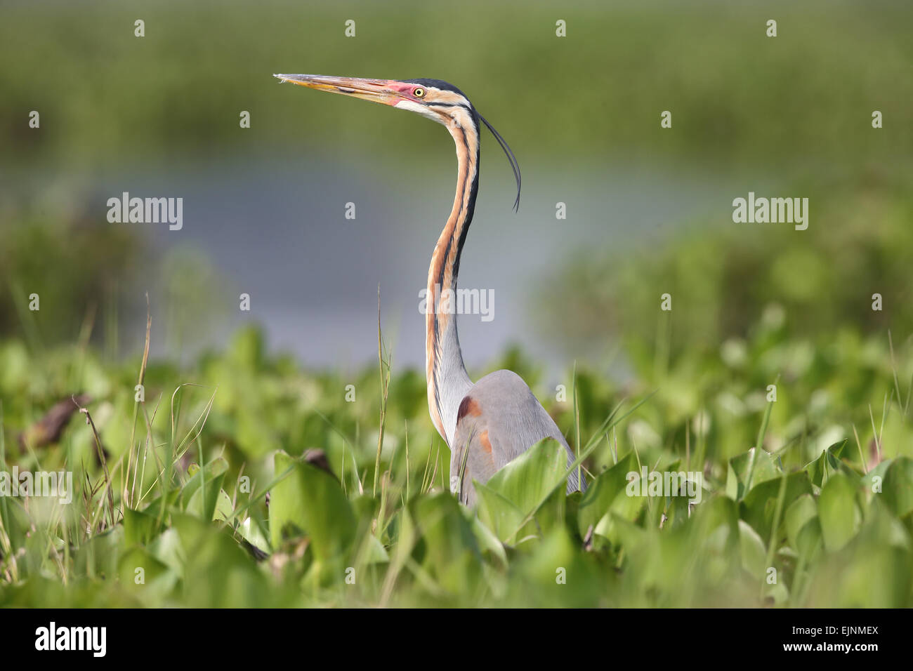 Side view of heron hi-res stock photography and images - Alamy