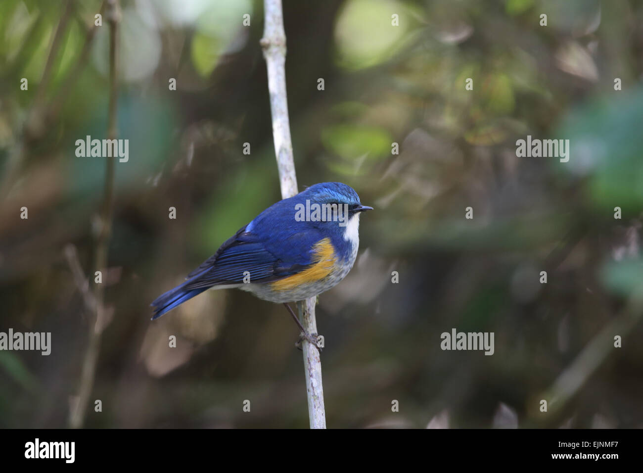 Robin Whole Body High Resolution Stock Photography and Images - Alamy