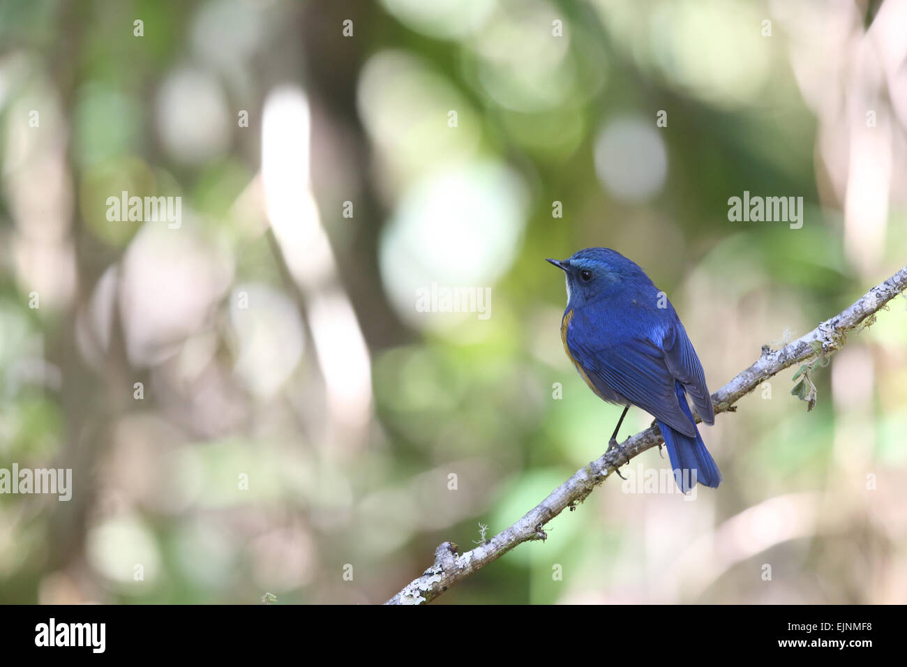 Robin whole body hi-res stock photography and images - Alamy