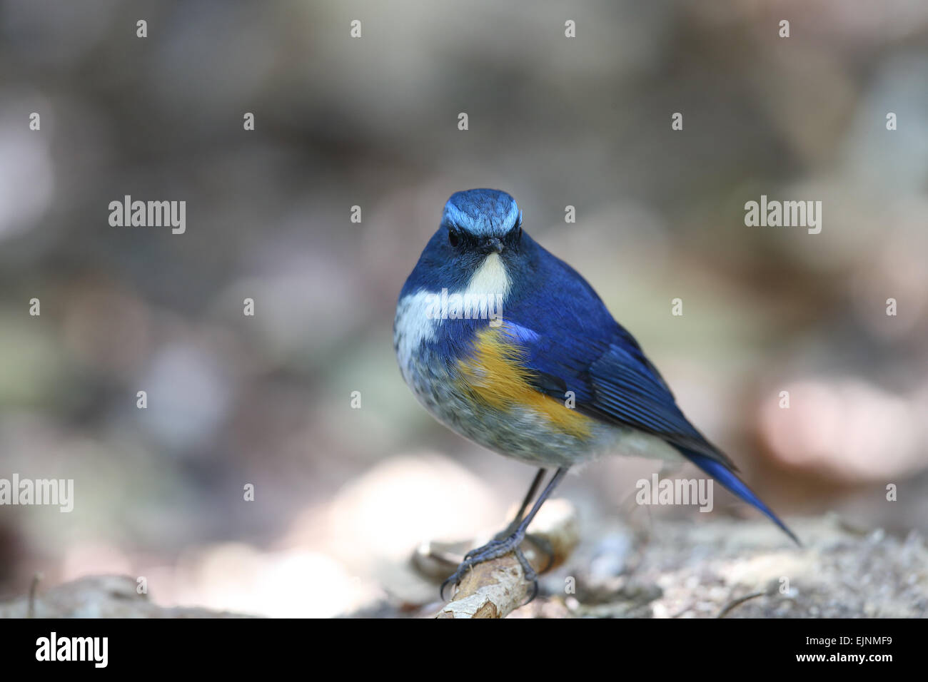 Robin Whole Body High Resolution Stock Photography and Images - Alamy