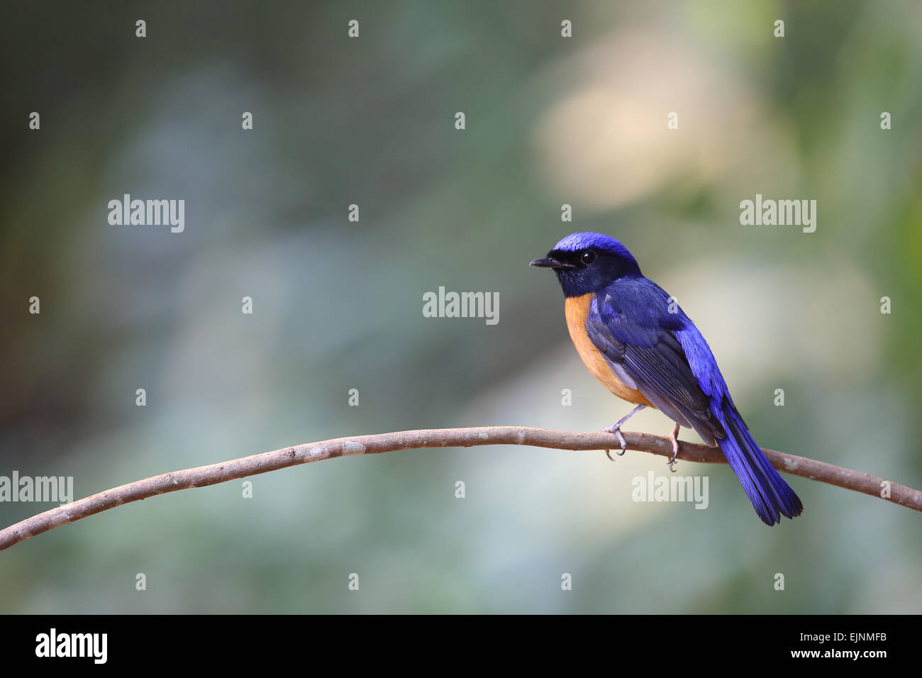 Yellow tailed flycatcher hi-res stock photography and images - Alamy