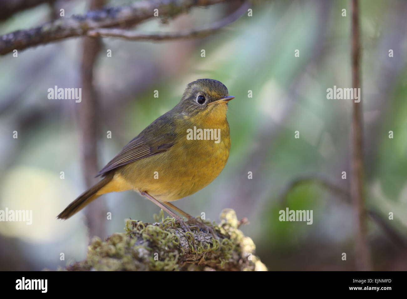 Robin whole body hi-res stock photography and images - Alamy