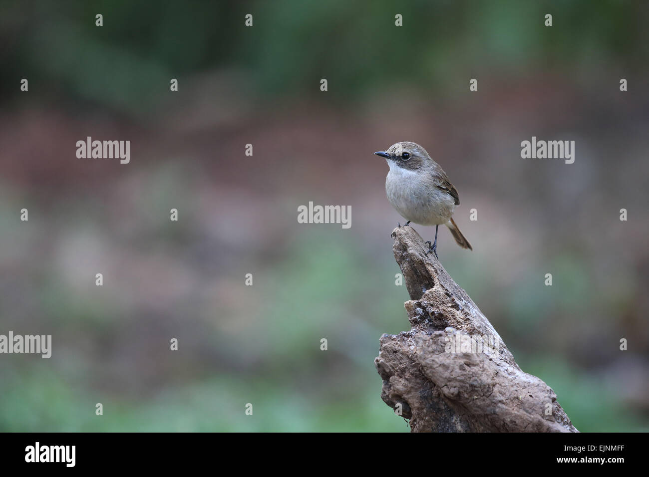 Chat Flycatcher High Resolution Stock Photography and Images - Alamy