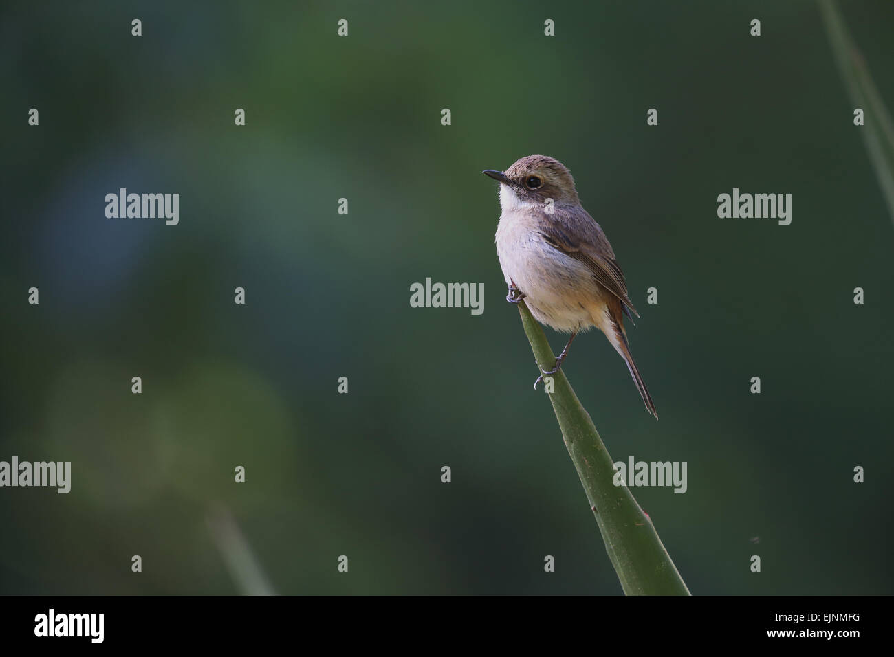 Chat flycatcher hi-res stock photography and images - Alamy