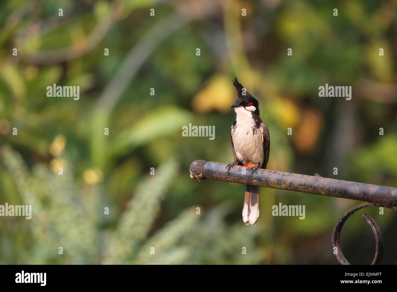 Brown eared hi-res stock photography and images - Alamy