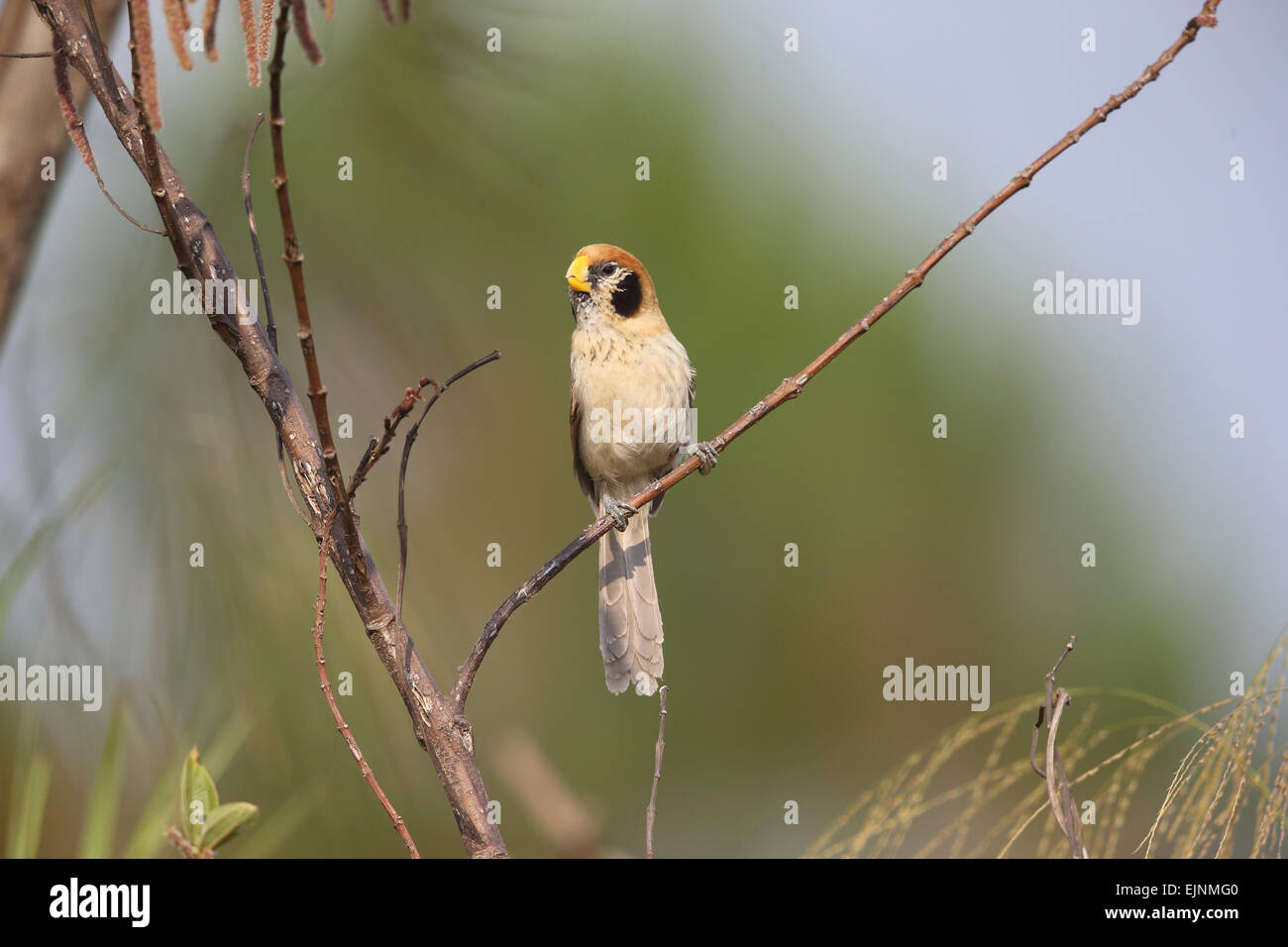 Parrotbill hi-res stock photography and images - Alamy