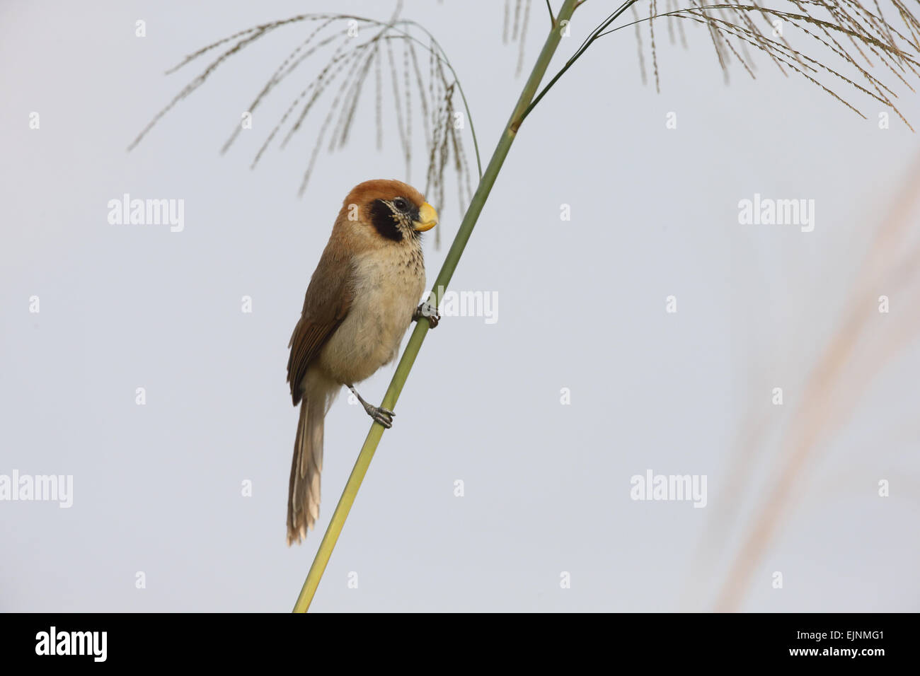 Parrotbill hi-res stock photography and images - Alamy