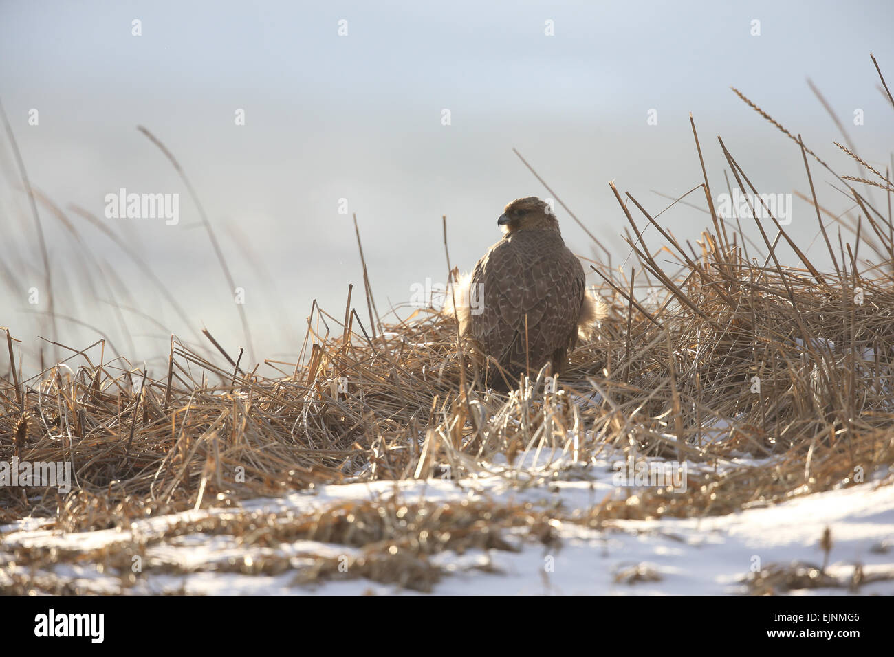 Gyrfalcon snow prey hi-res stock photography and images - Alamy