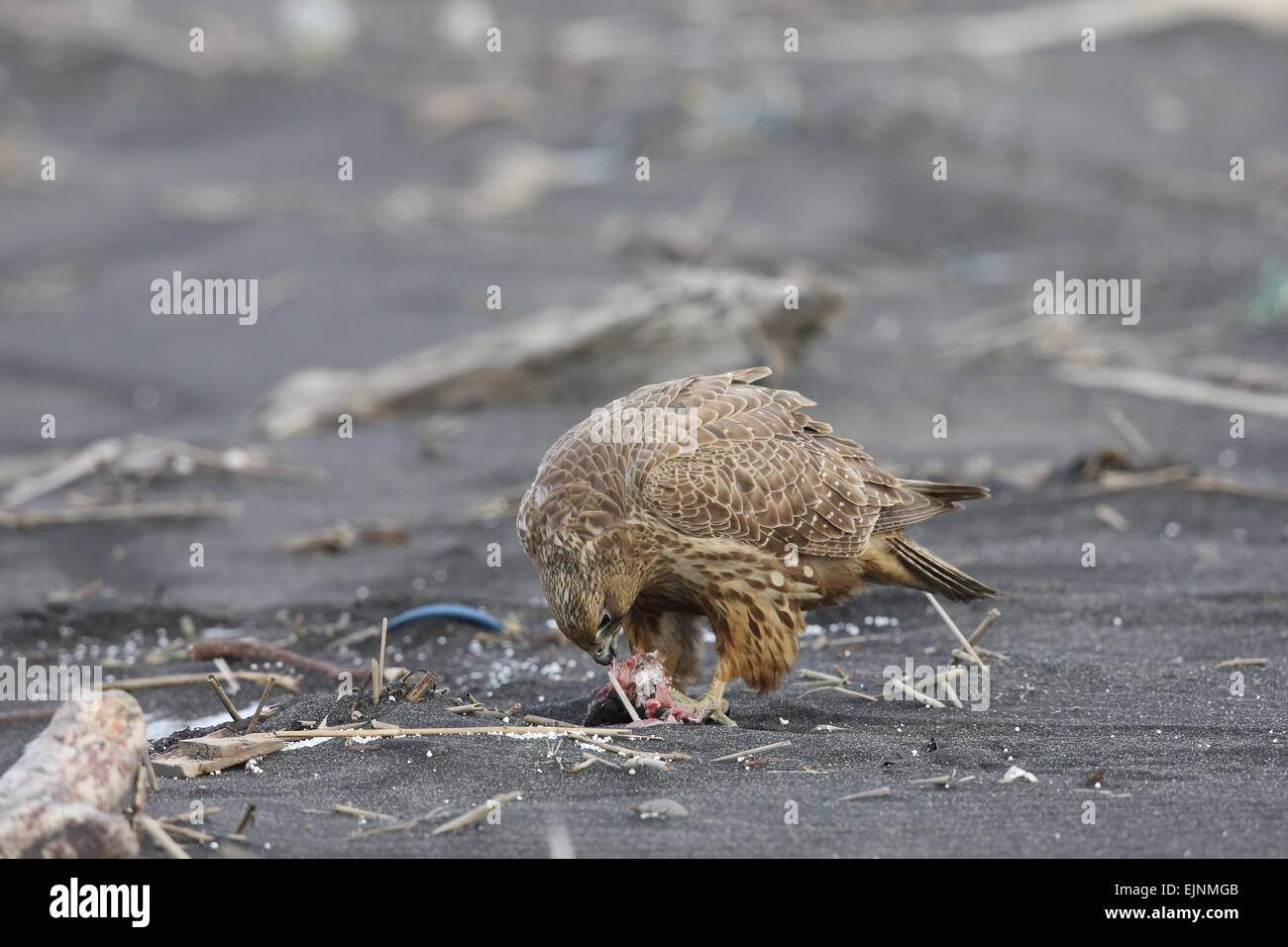 Gyrfalcon eating hi-res stock photography and images - Alamy
