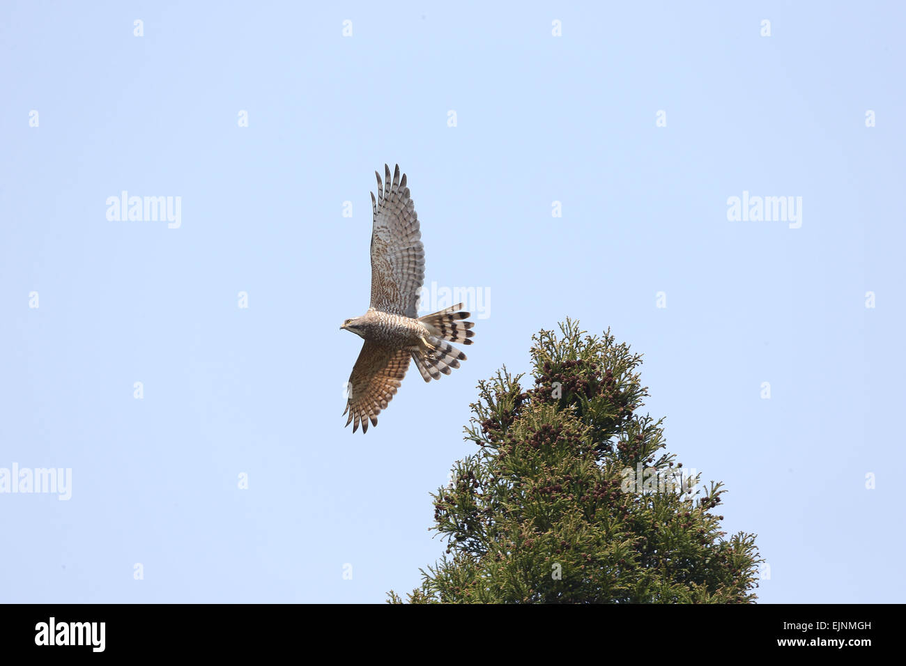 Female buzzard hi-res stock photography and images - Alamy