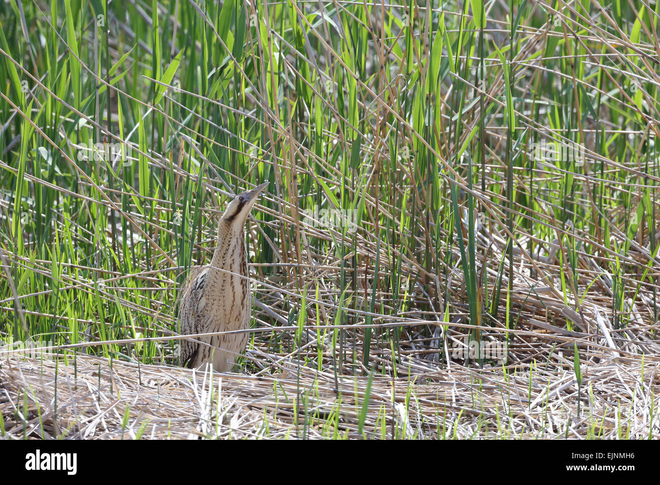 Inba japan hi-res stock photography and images - Alamy