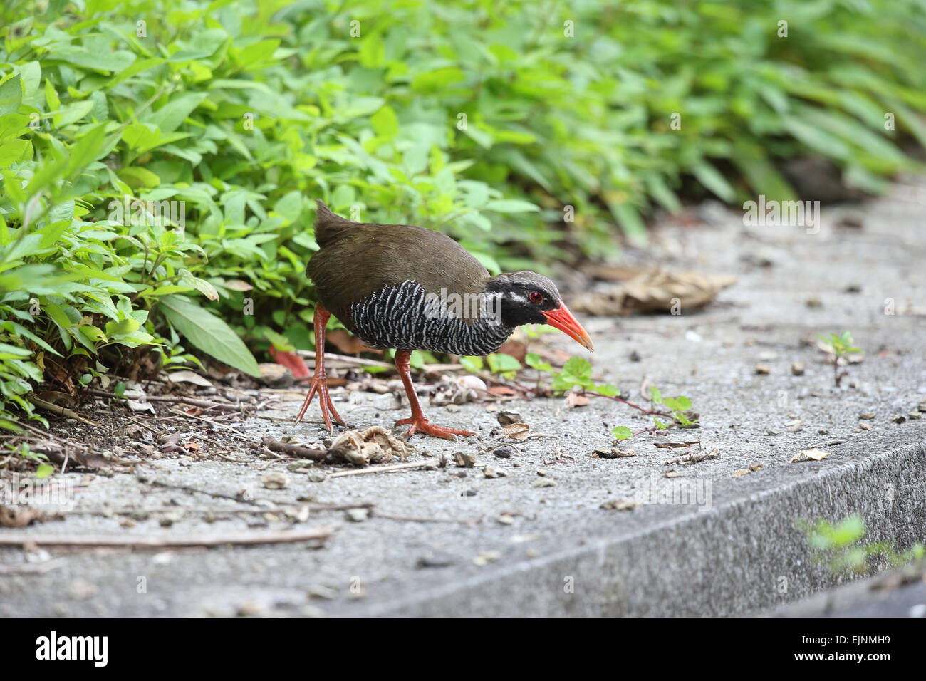 Brown crake hi-res stock photography and images - Alamy