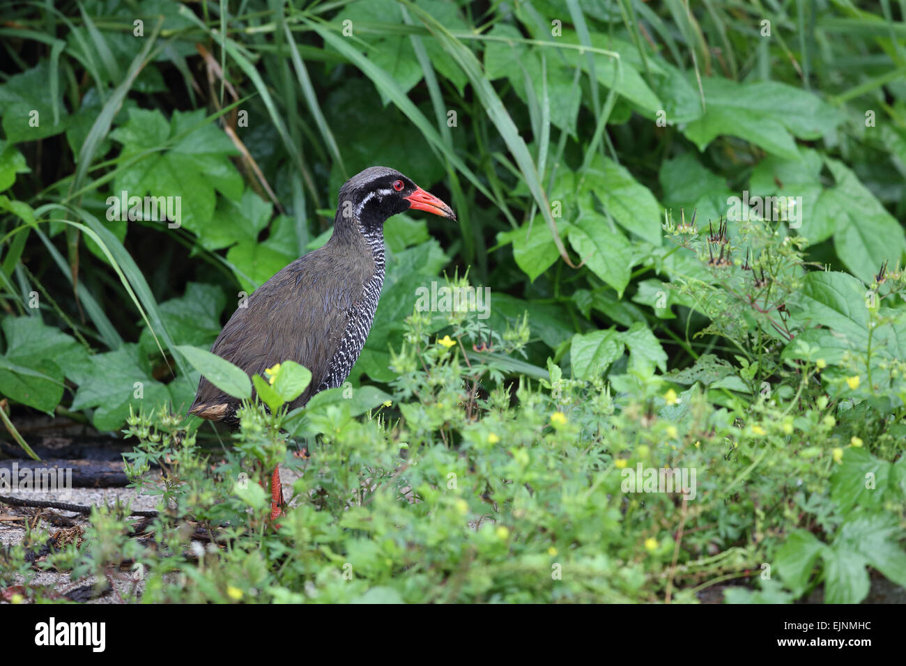 Brown crake hi-res stock photography and images - Alamy