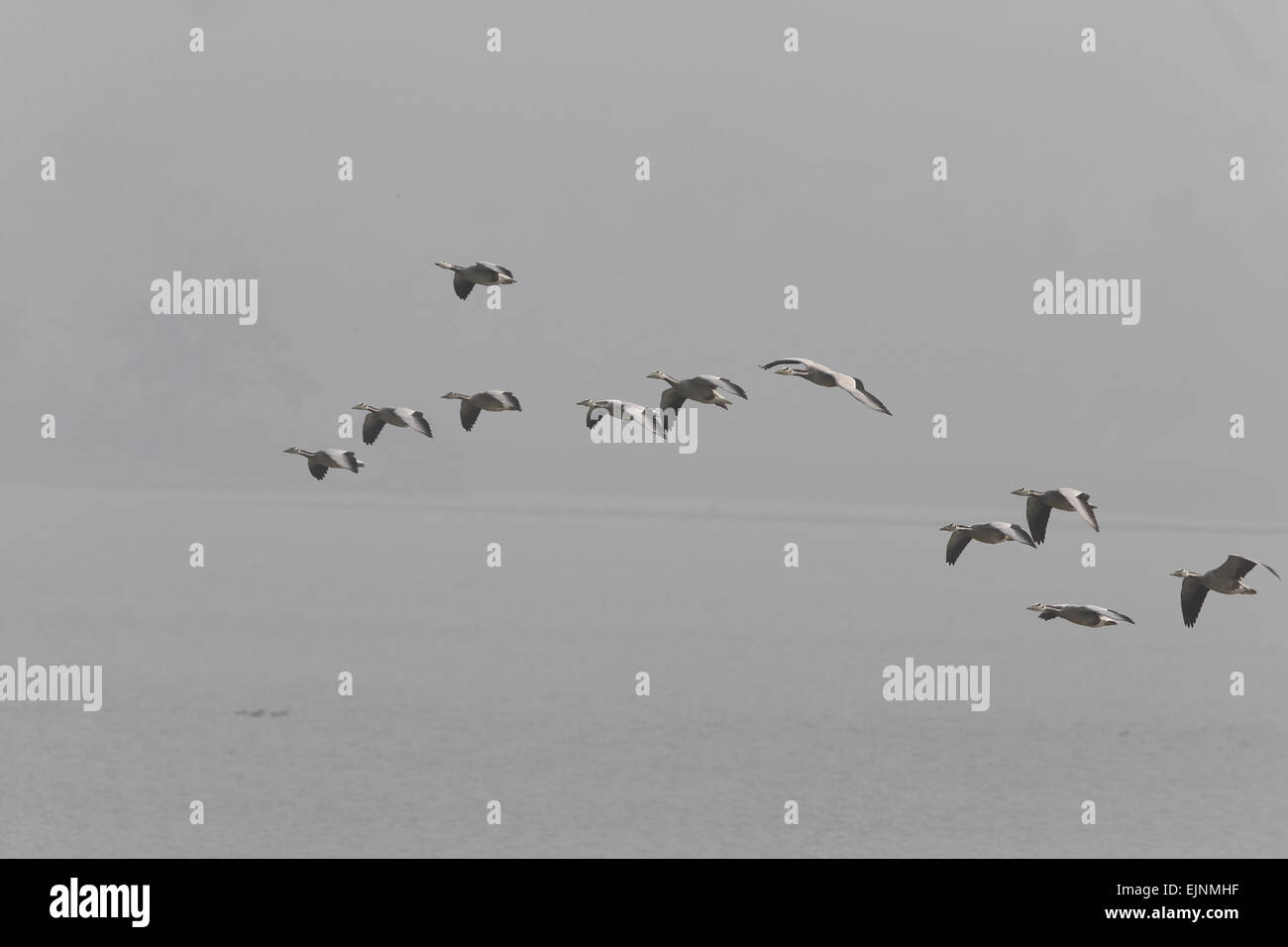 Bar headed goose flight hi-res stock photography and images - Alamy