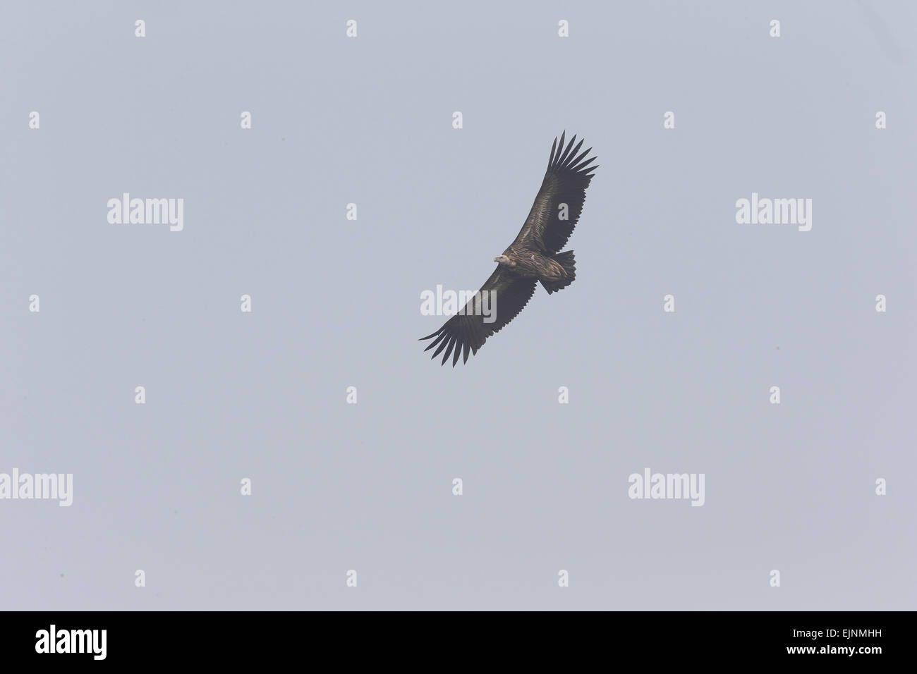 Flying vulture india hi-res stock photography and images - Alamy