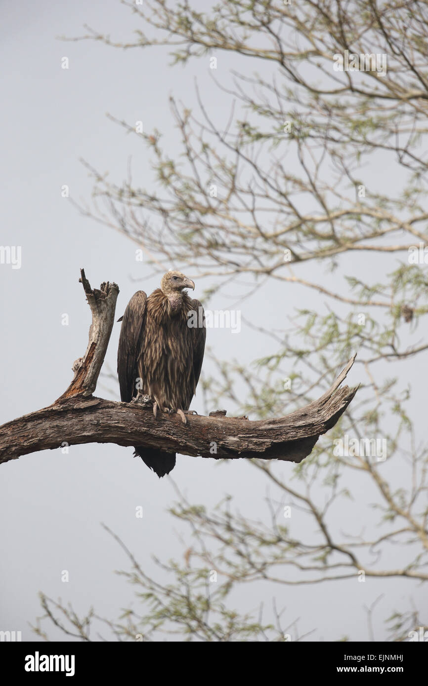 Vulture front view hi-res stock photography and images - Alamy