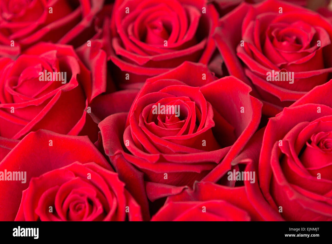 Monochromatic rose hi-res stock photography and images - Alamy