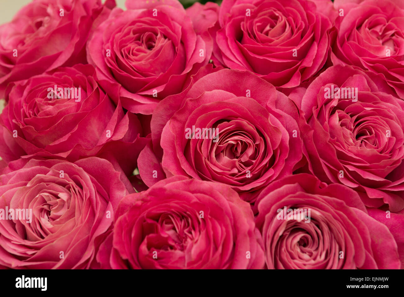 Monochromatic rose hi-res stock photography and images - Alamy