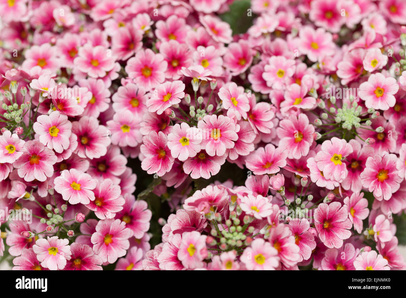Primrose group hi-res stock photography and images - Alamy