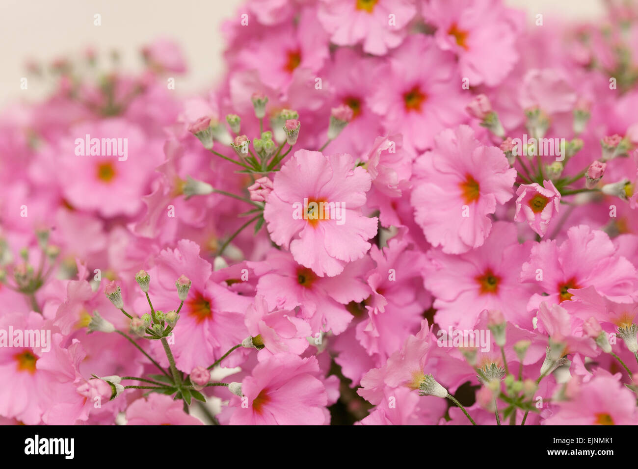 Pink spring flowers of japanese primrose hi-res stock photography and ...