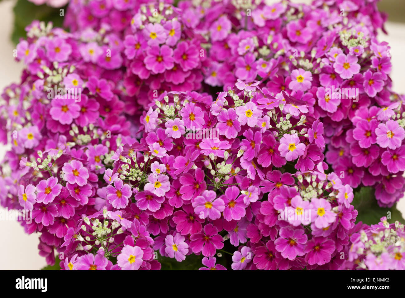 Primrose nursery hi-res stock photography and images - Alamy