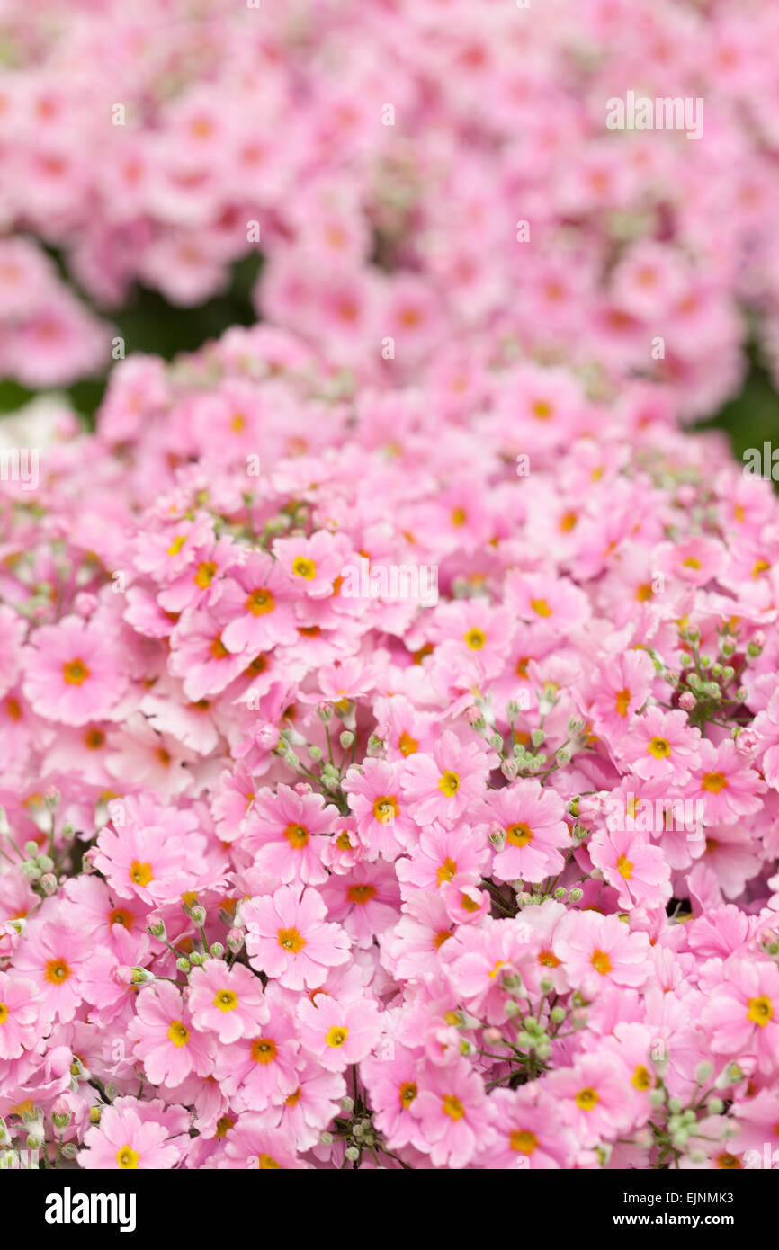 Primrose nursery hi-res stock photography and images - Alamy